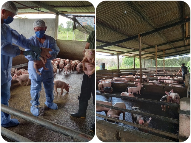 Instituto Colombiano Agropecuario - ICA