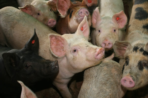 Instituto Colombiano Agropecuario - ICA