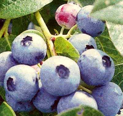 Instituto Colombiano Agropecuario - ICA